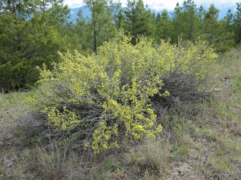 The Cranbrook Guardian: Antelope Bush and Buffalo Berry/Currant