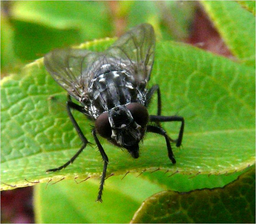 Insects of Scotland: Other Flies/Picture-wing Flies