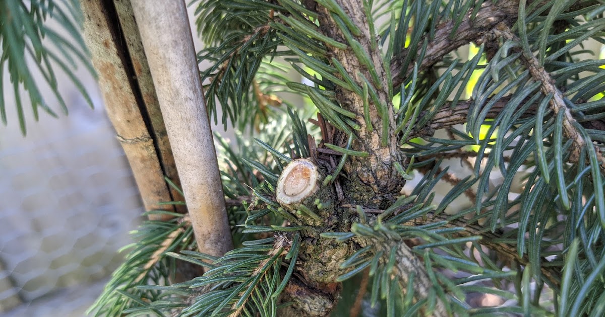 Weeping White Spruce - New Leader + New Growth - May 2021