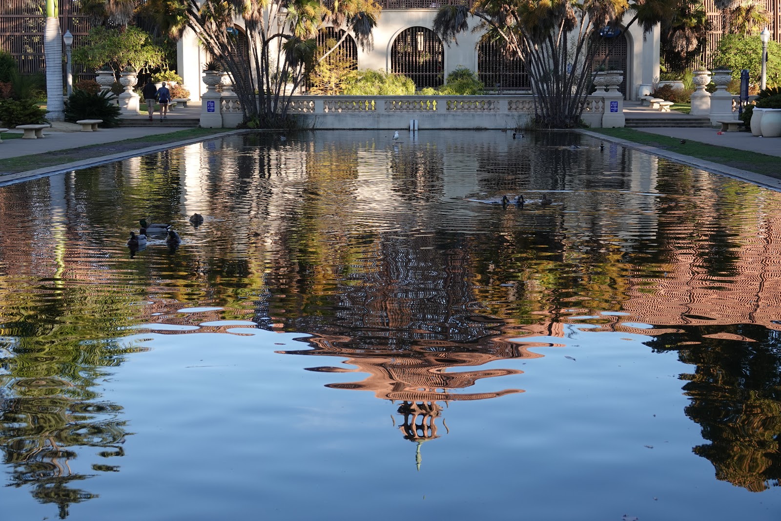 Looking for Ponds: San Diego Lily Pond
