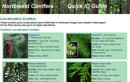 Northwest Conifer Connections: Northwest Conifers Quick ID Guide