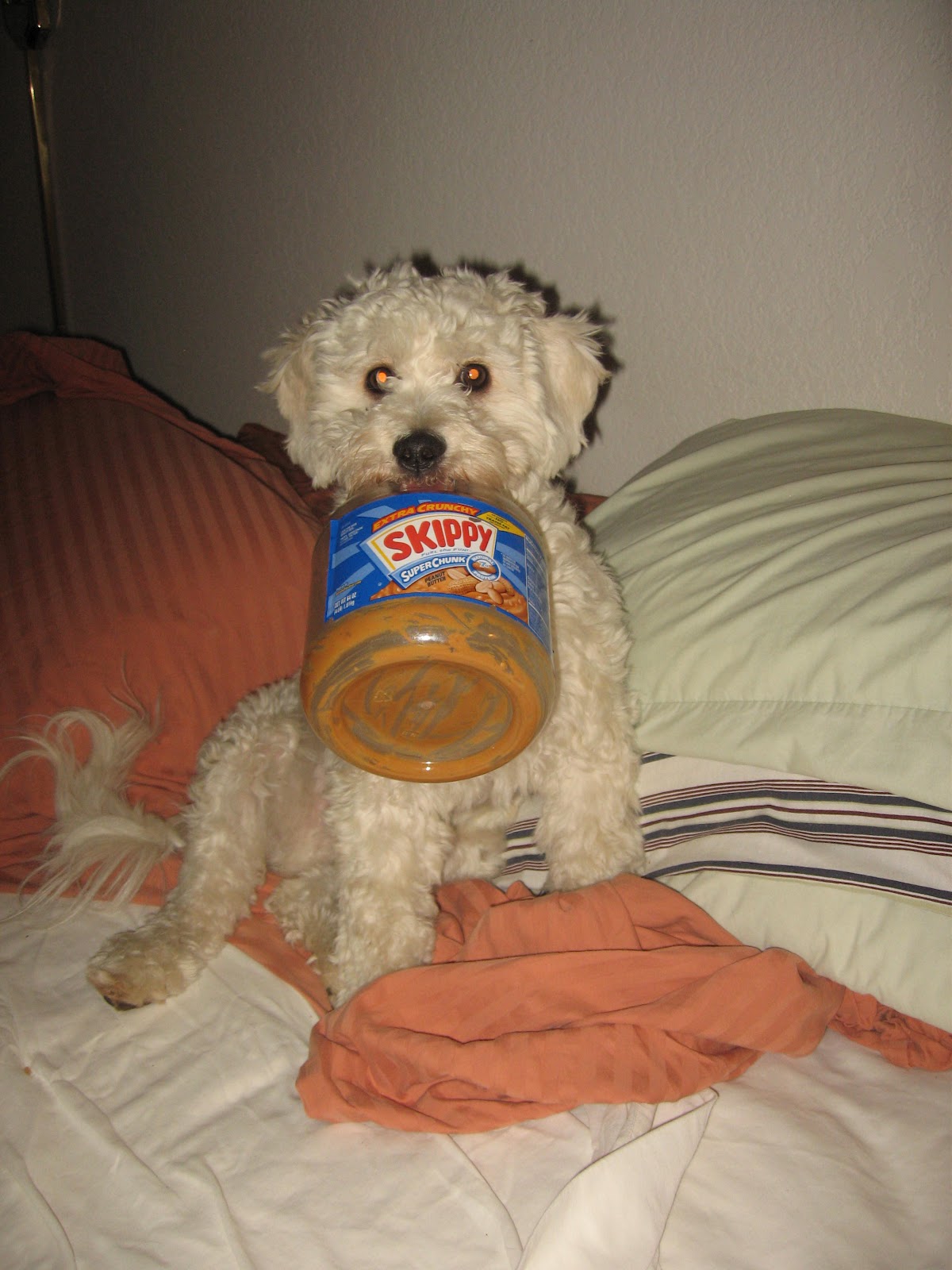 Jenna Pope Writes: The Crazy Cockapoo