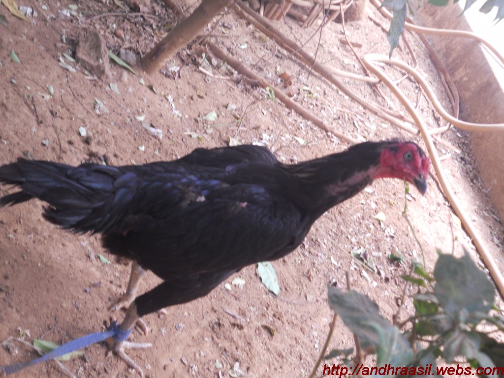 Fighting Rooster: Kagar Java Asil Hen