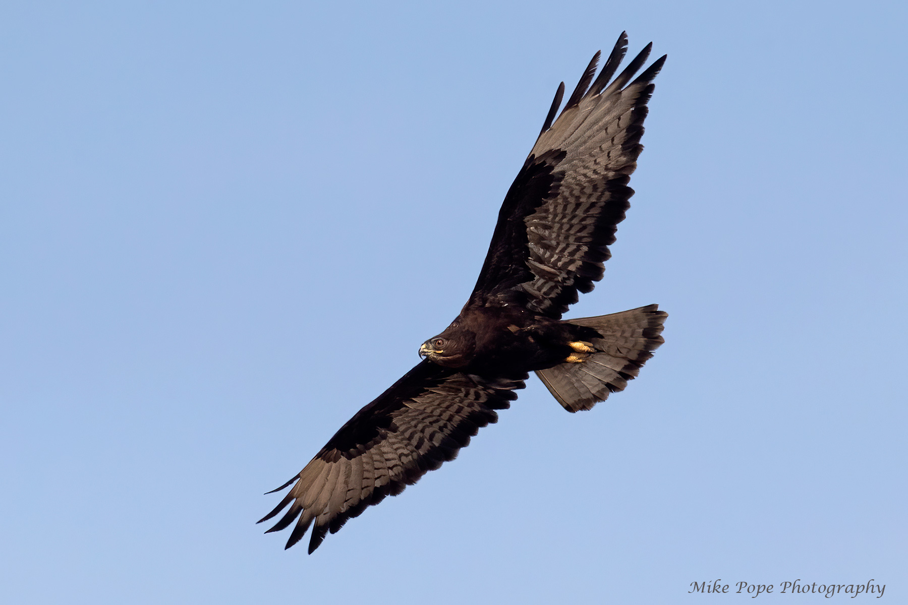 Kuwait Birding: Gorgeous winter light at the Pivots