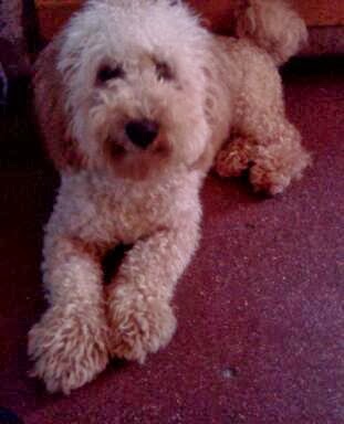 Perros French Poodle: Perros french poodle