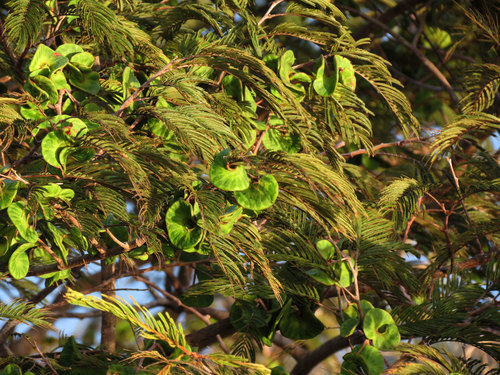 El cuexcomate: Chimpa de Parota