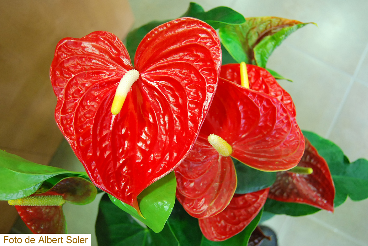 Fotos de flores: LA FLOR DEL ANTURIO