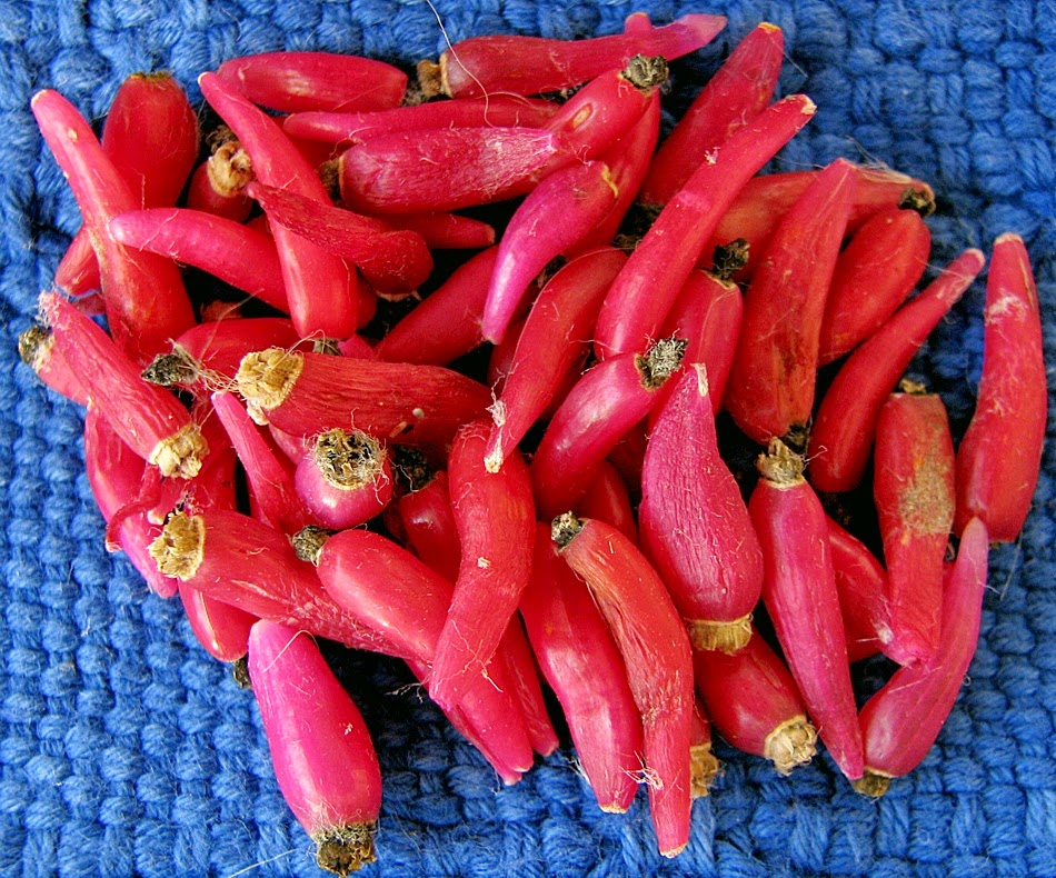 La Ruta de los Cactus, Querétaro