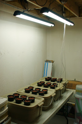 Backyard Urban Gardening - Grow Your Own Food: Basement Hydroponics ...