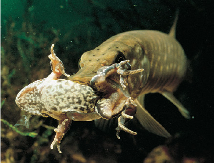 Northern Pike Si Ikan Salmon Berkepala Arapaima - Nakama Aquatics