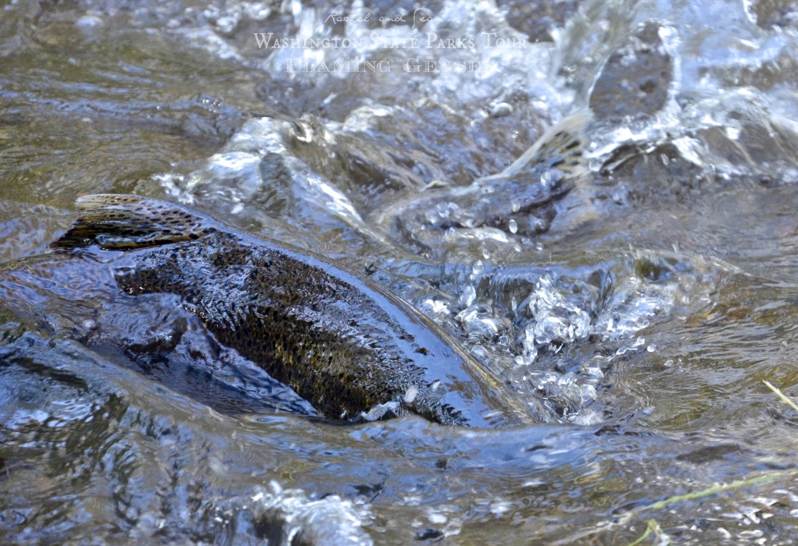 Washington State Parks Tour: Flaming Geyser State Park