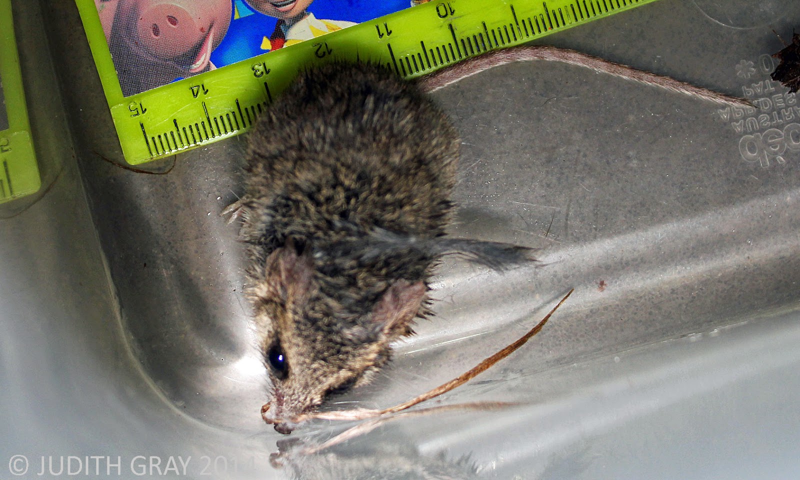Common Dunnart at Jarowair