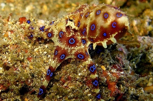 Top 10 Most Poisonous and Deadliest Animals in the World - World Ranking