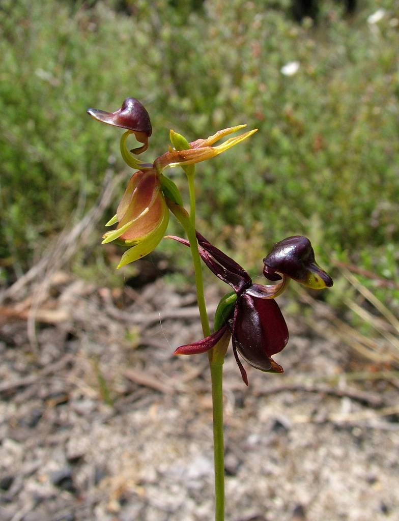 The Flying Duck Orchid - Australia's Other Amazing Anatine Attraction ...