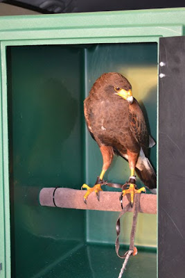 "La Halconera" Artesanía Tradicional para la Moderna Cetrería.: Cajas ...