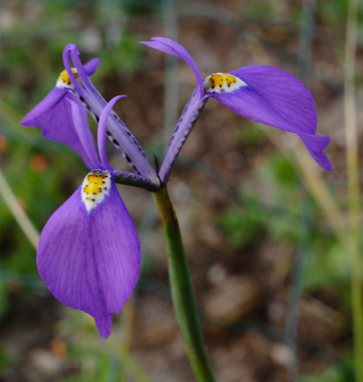 Growing Cool Plants: Moraea tripetala