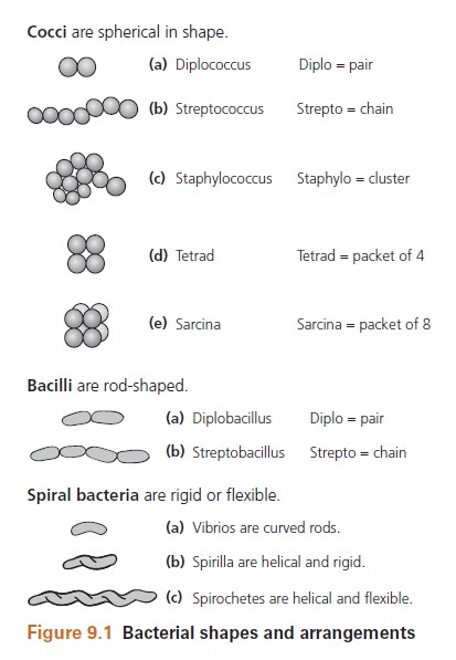 Suyatno Rindang Farmasis: James G. Cappuccino