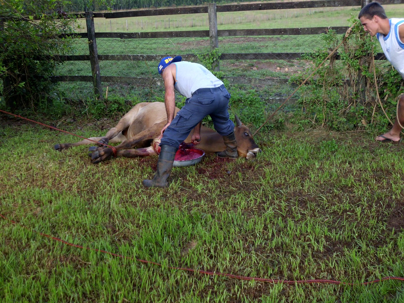 Leben in Paraguay: Rinder schlachten in Paraguay