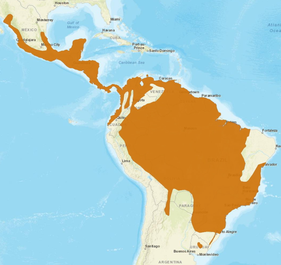 Siete vidas (y III). Los gatos salvajes sudamericanos.