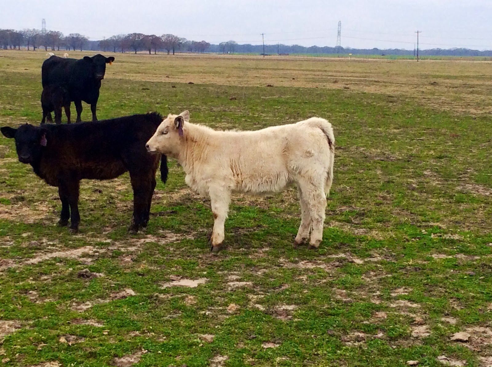 Embry, Groschke, & Mynarcik Show Cattle: Several real nice Maintainer ...
