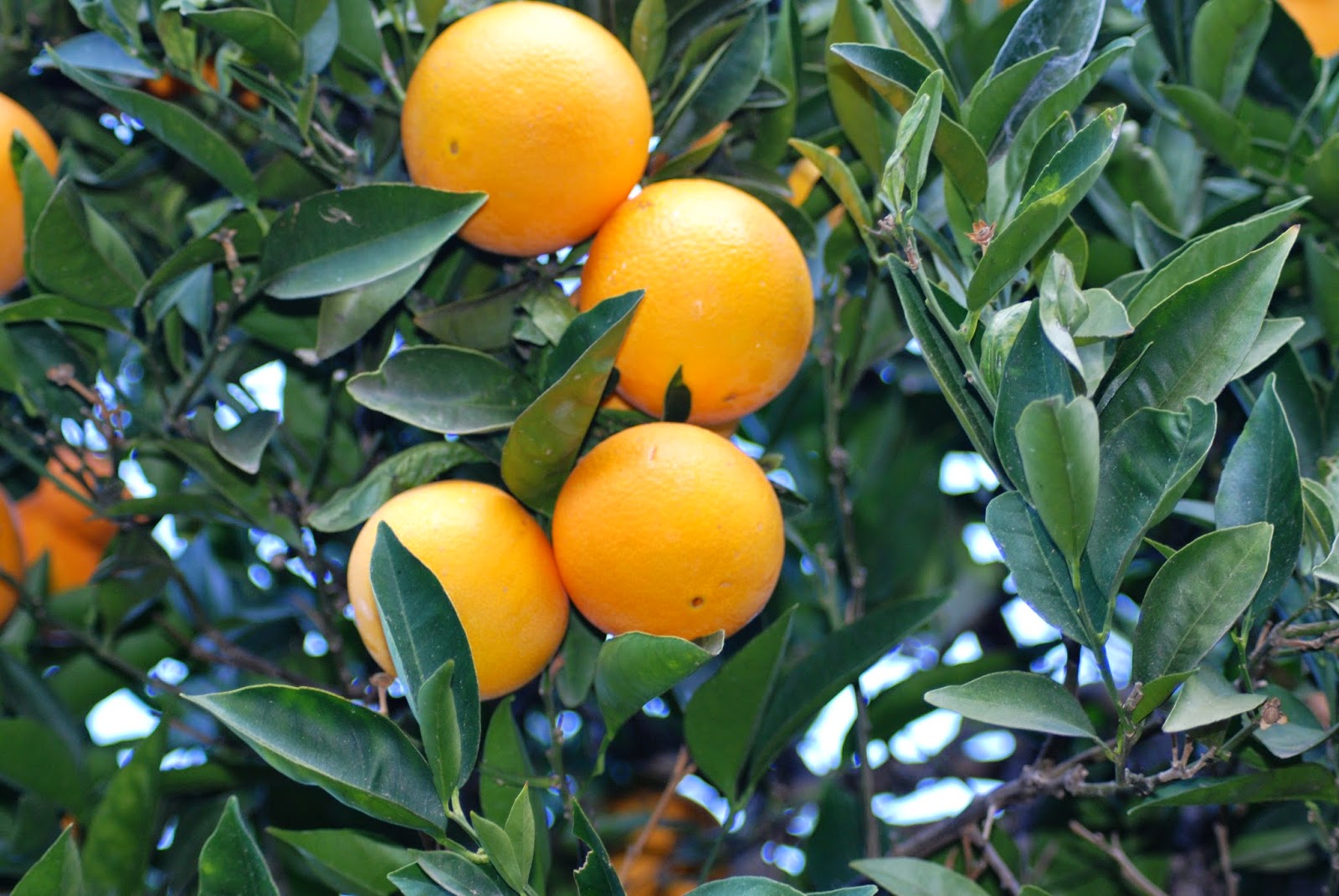 Econaranjas el Molino: Consejos para conservar tus naranjas frescas