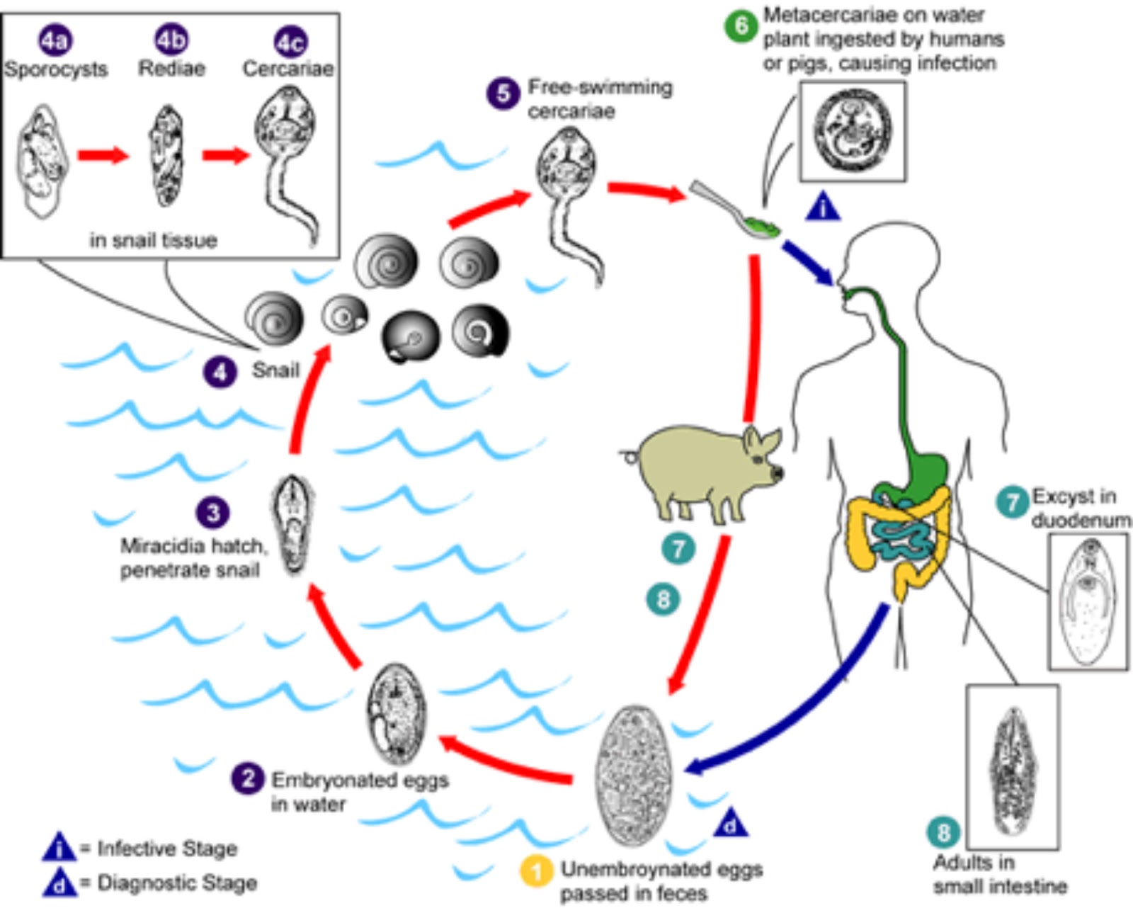 Rama Microbiology: Trematodes
