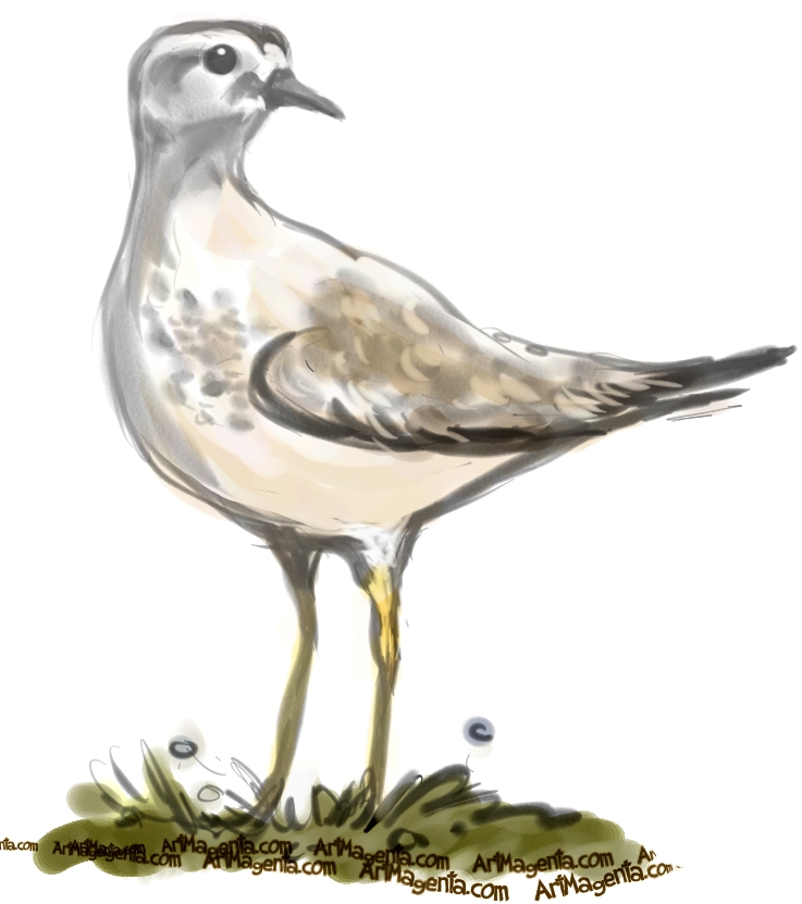 Birds: Mountain Plover