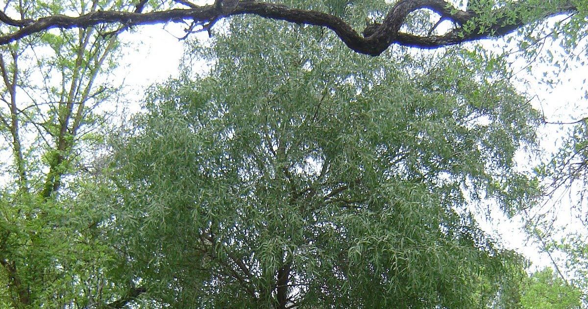 v e r d e c h a c o: Saucillo / Sacha pera / Yva he'e