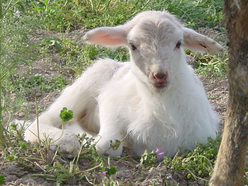 Los Pucheros de Nuria: Cordero al horno