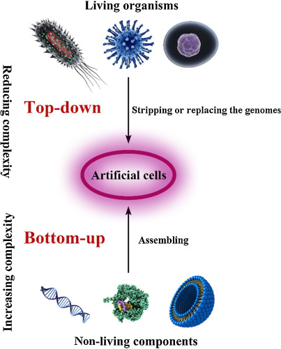 How are Synthetic Cells made?