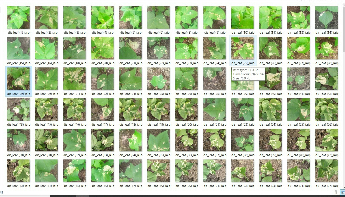 Cotton Plant Disease Detection Using Machine Learning ~ Image Processing Based Disease Detection ...