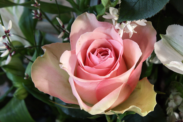 holmsunds blommor: Belle Rose