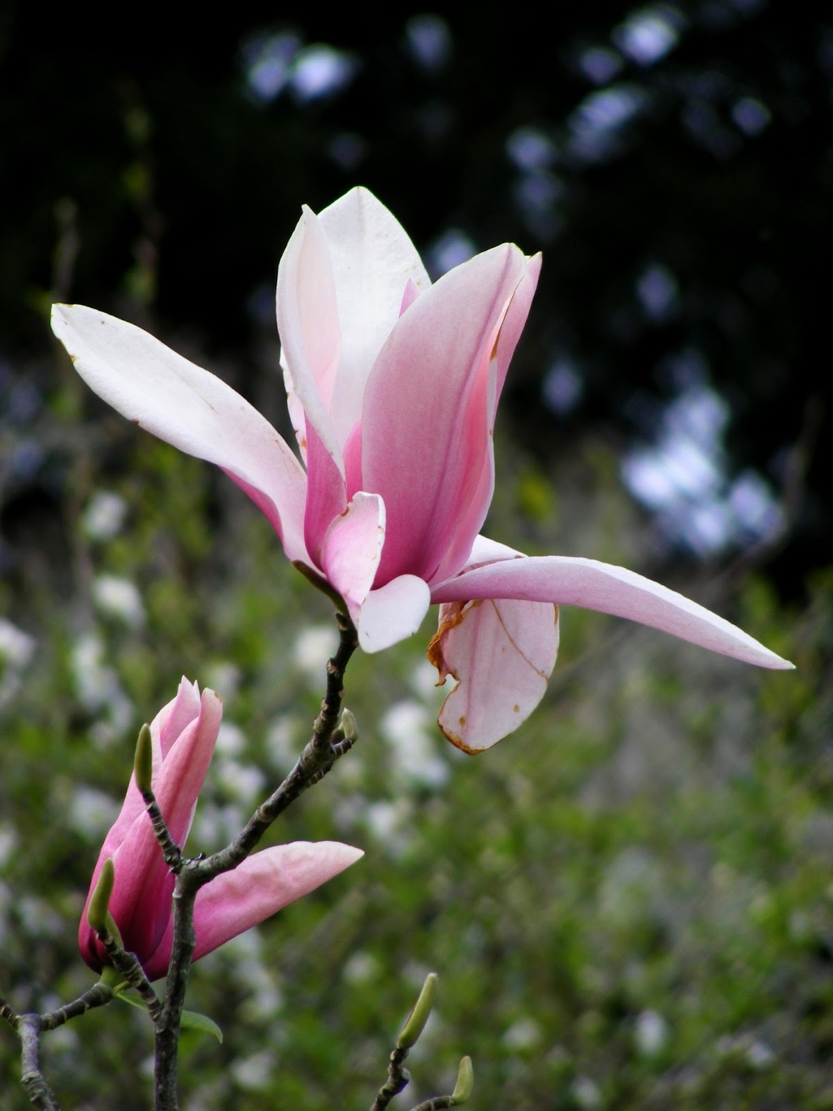 Dursley Garden - Wairarapa, NEW ZEALAND: Magnolia & Tulip Season at Dursley