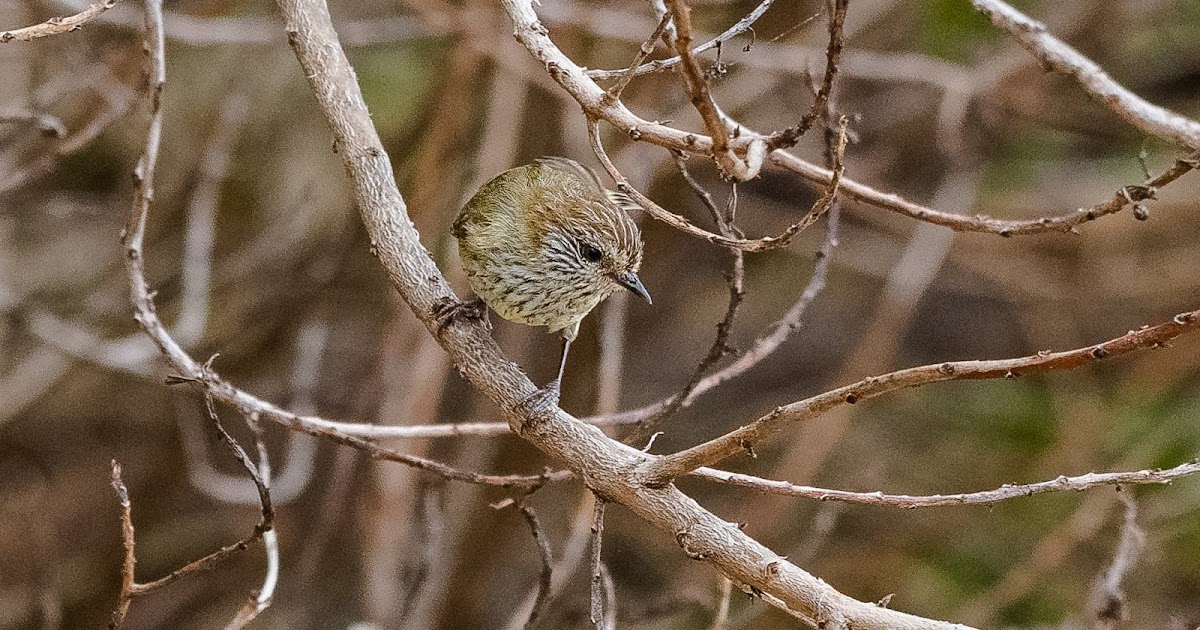 Pájaros, Pajarracos: Acantiza estriada (Striated Thornbill)