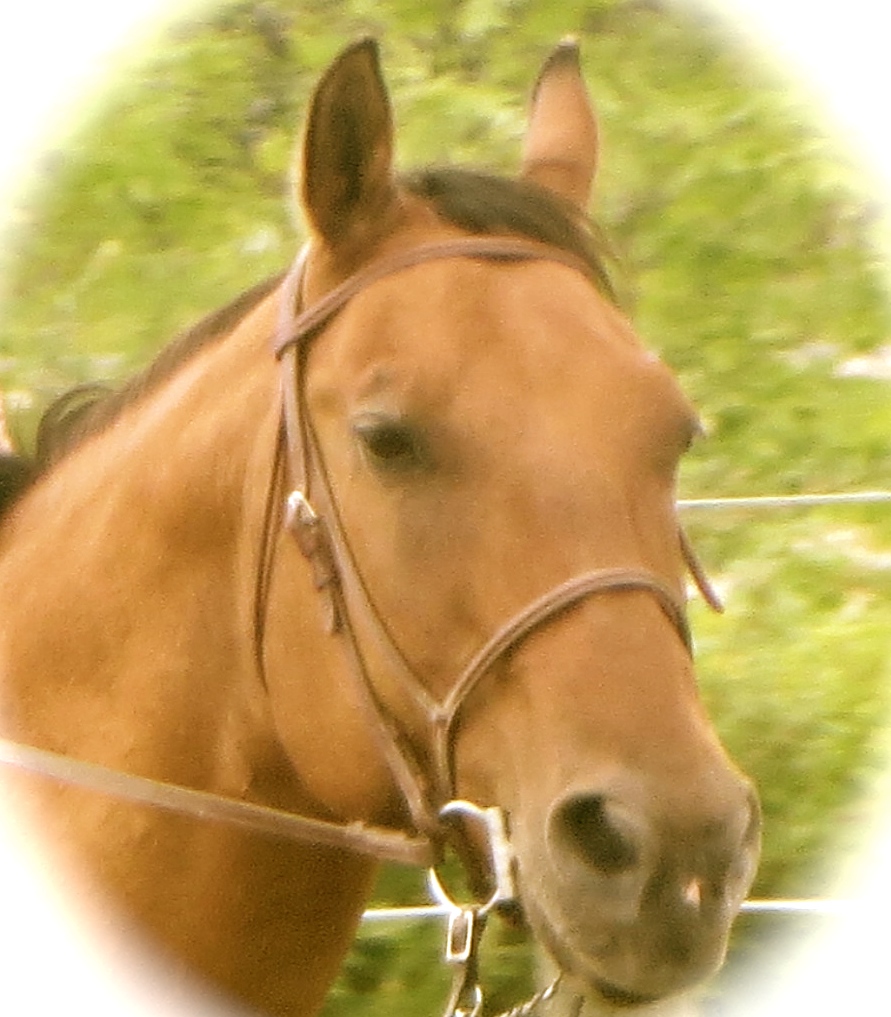 kirkville : Herd Leader - look him in the eye