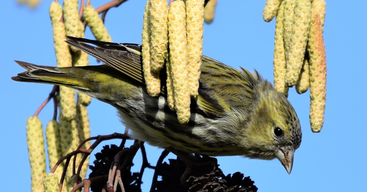 TERRA DAS AVES: Lugre (Spinus spinus)