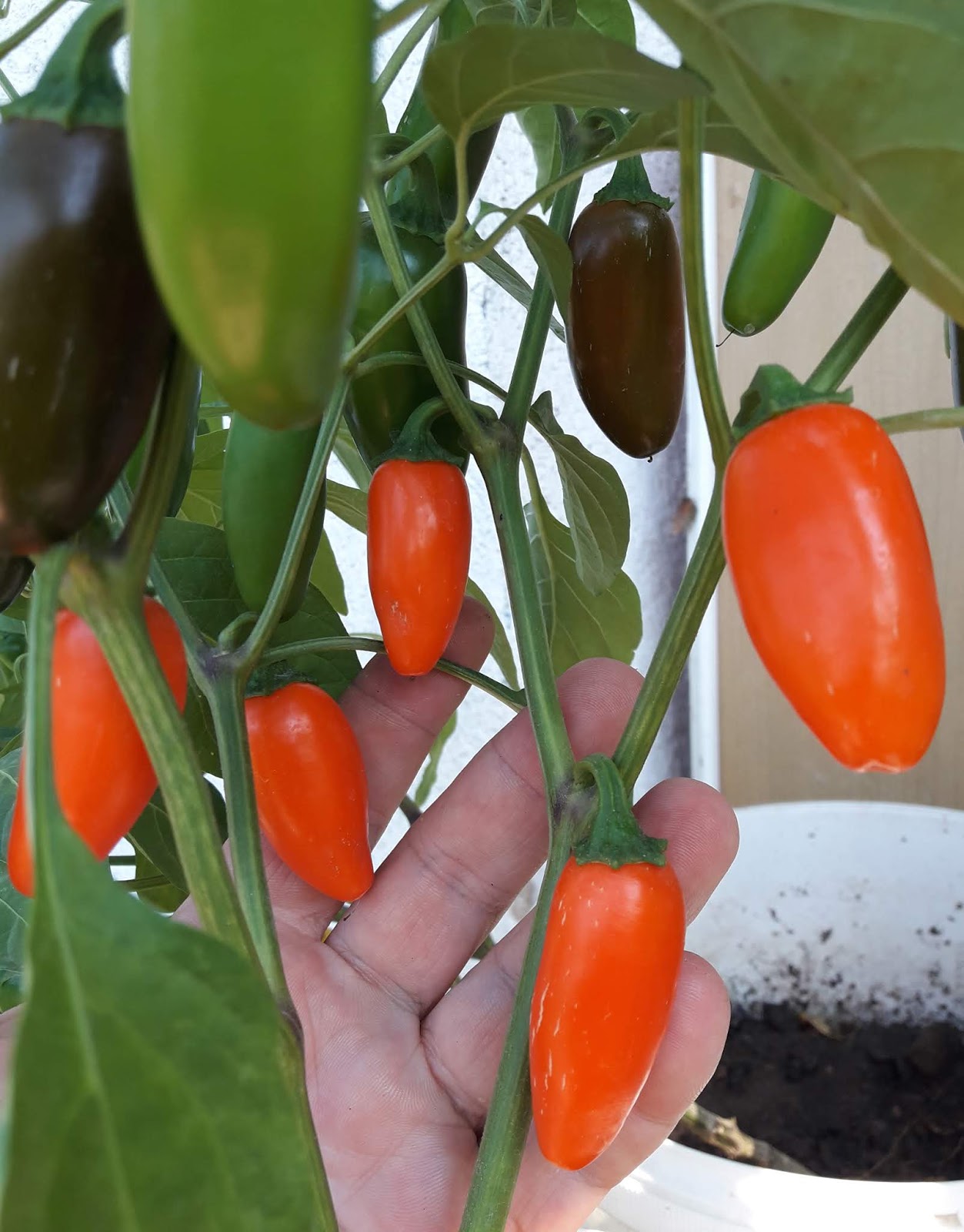 Čili Zaječar: NuMex Orange Spice