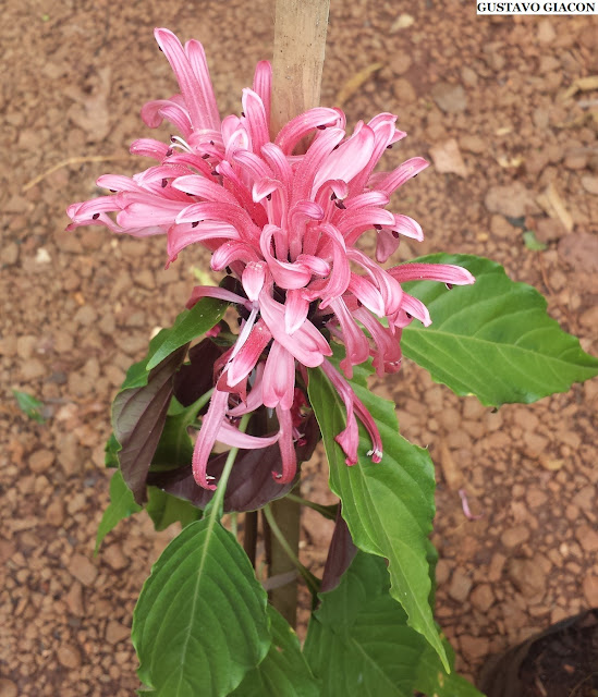 Viveiro Ciprest - Plantas Nativas e Exóticas: Jacobínia ou Justícia ...
