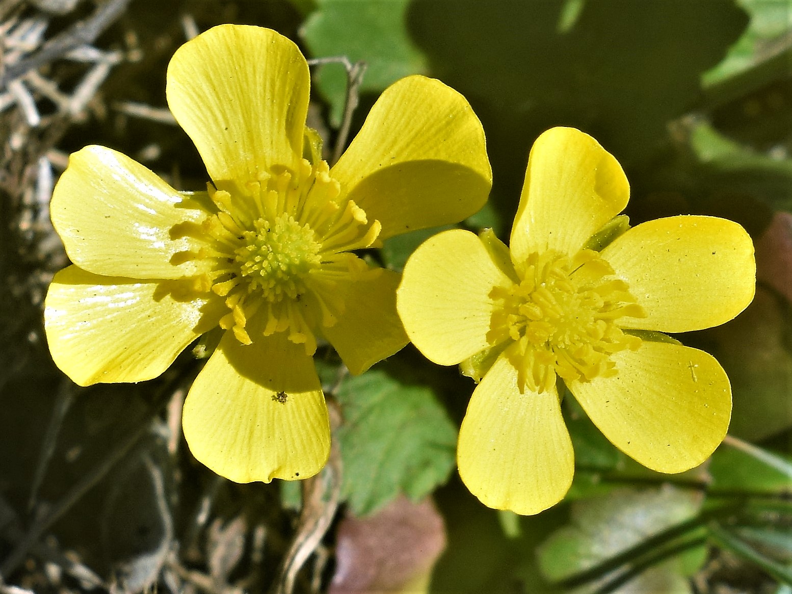 Plantas: Beleza e Diversidade: Ranunculus gregarius