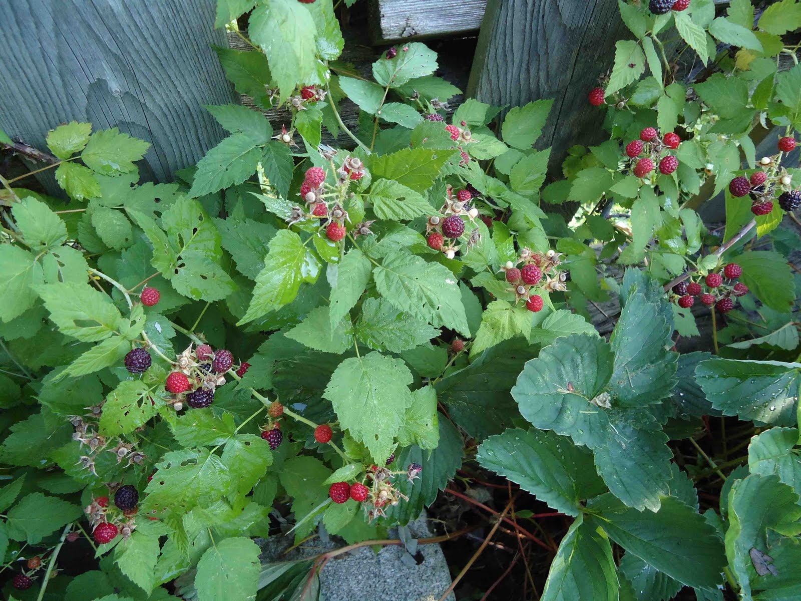 Small Purse, Big Garden: Wild Black Raspberries....rubus occidentalis