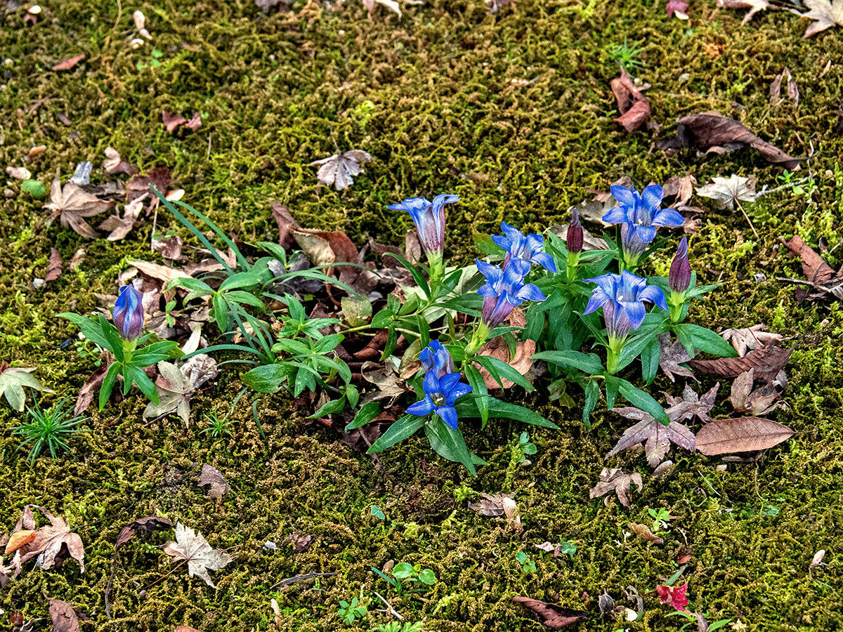 FROM THE GARDEN OF ZEN: Rindo (Gentiana) flowers: Tokei-ji
