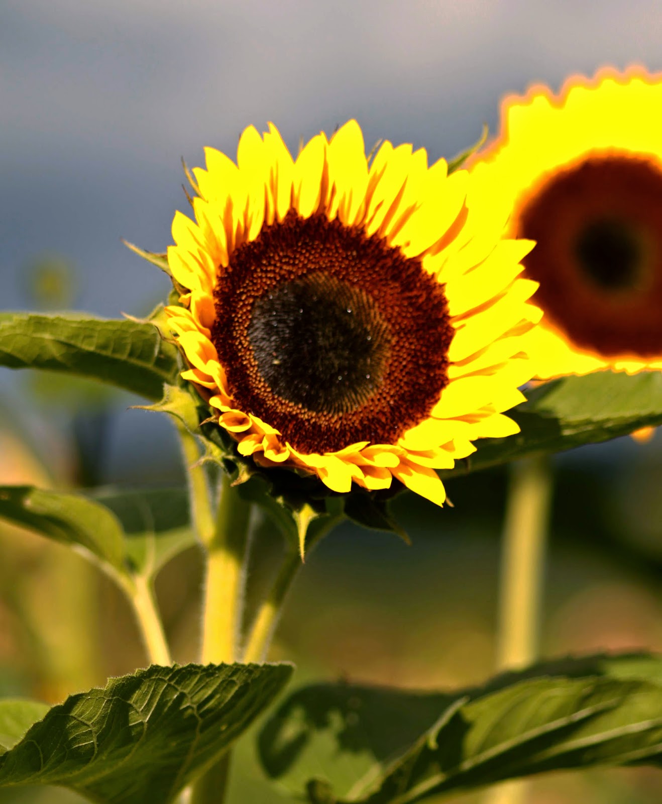 Getting Stitched on the Farm: A Sunflower Garden Planting Guide