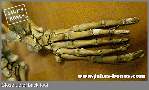 A first look at a very unusual skeleton : Jake's Bones