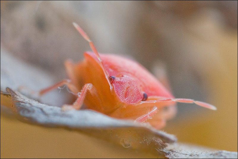 Carnet rose....chez les punaises!