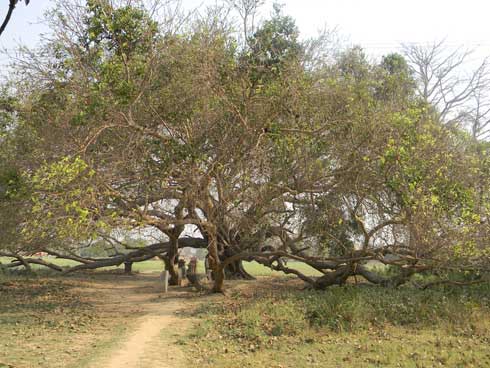 At Bihar Koteshwarnath Temple Branches of a Peepal Tree Are Moving ...