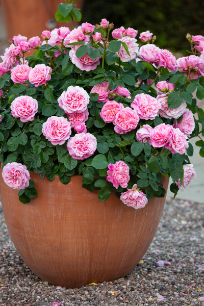 The New David Austin Roses for 2021