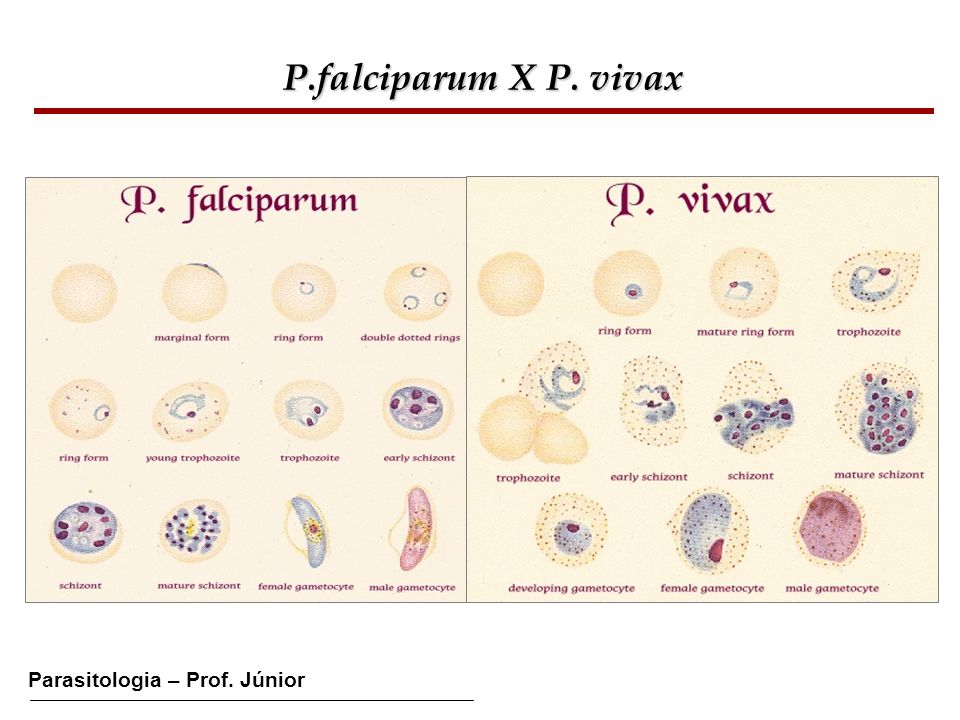 Figure From The Unhealthy Attraction Of Plasmodium Vivax To 40 Off