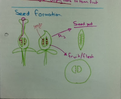Frazer + Biology: Seed formation