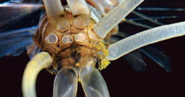 animales maravillosos