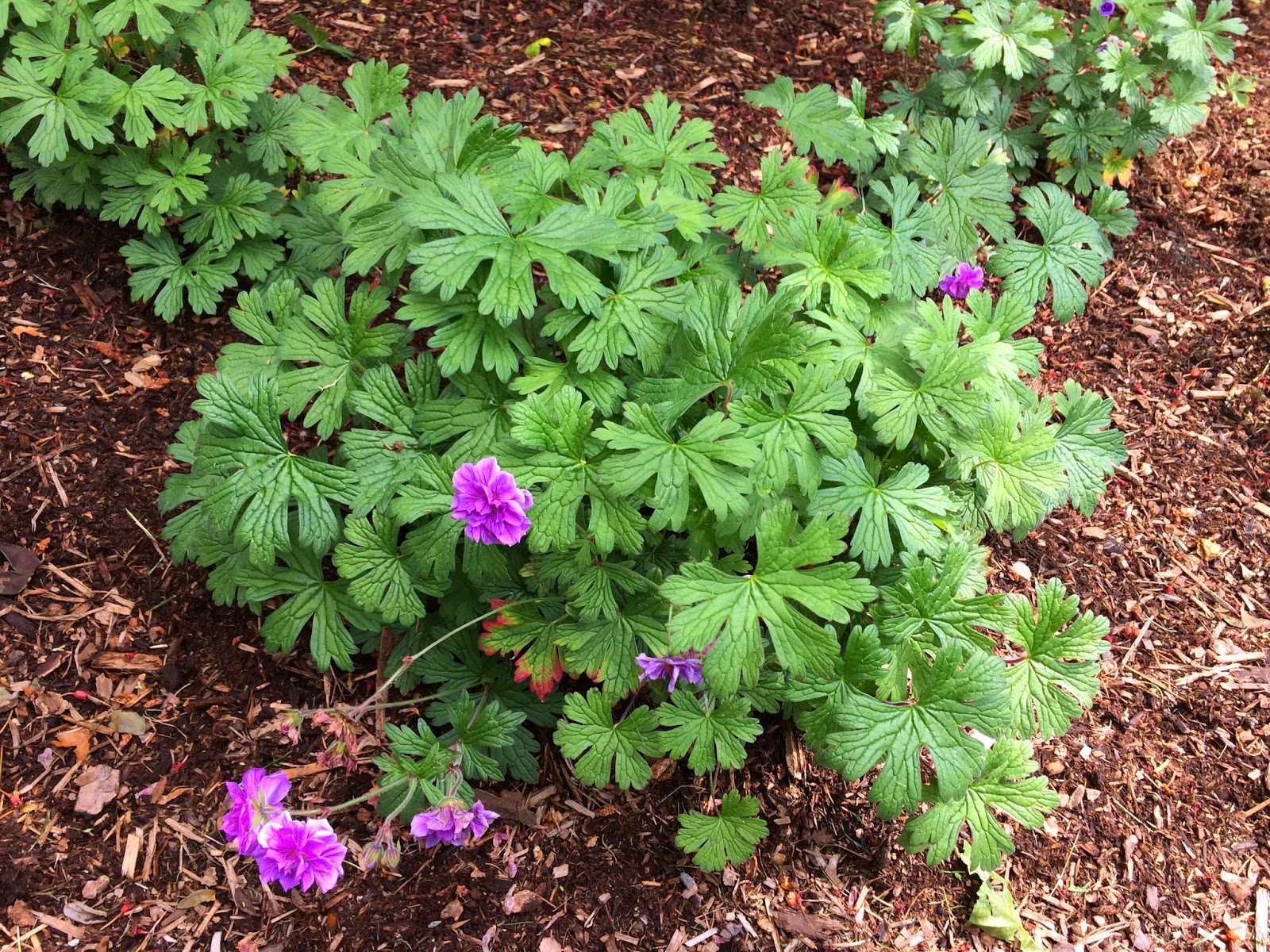 Herbaceous Plants: Geranium himalayense 'Plenum'
